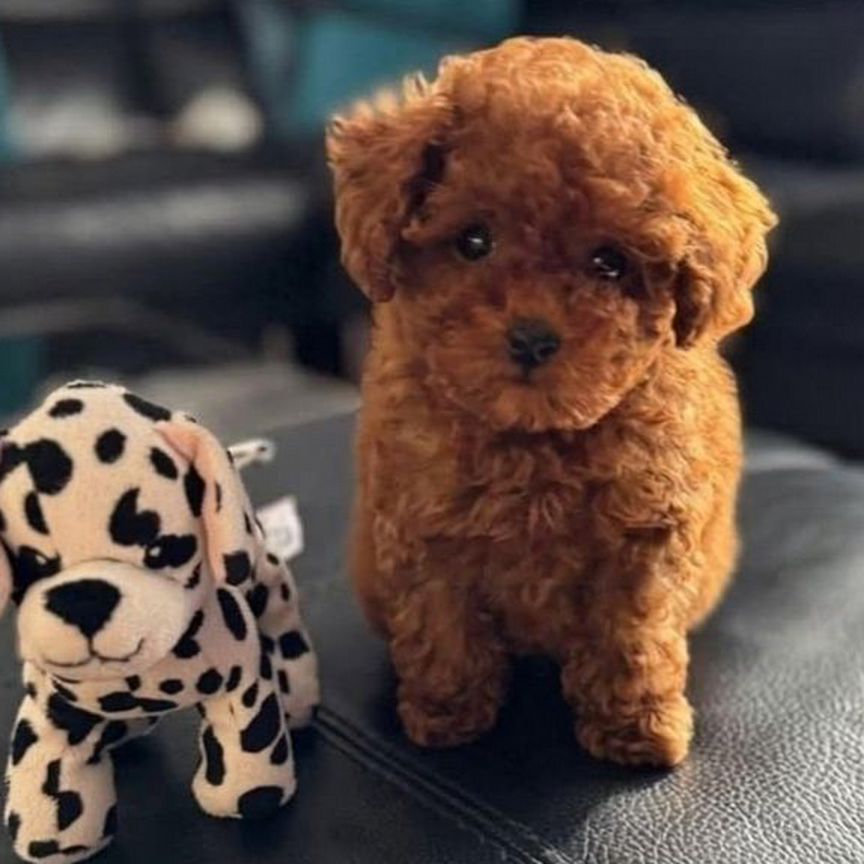 Мальтипу, щенок