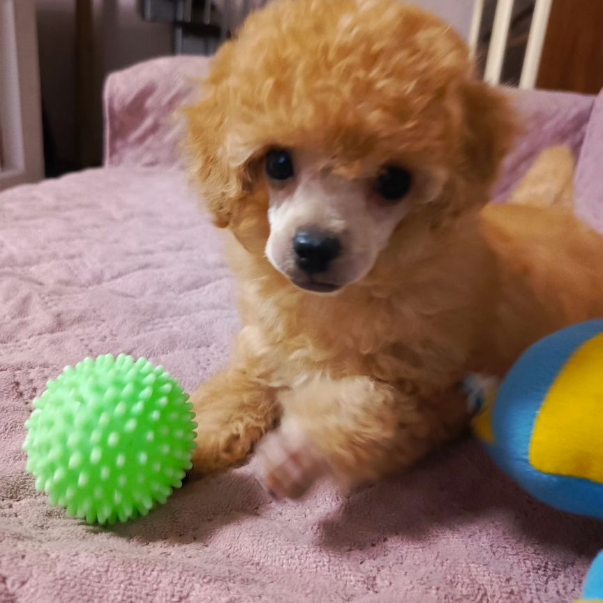 Той-пудель девочка РКФ