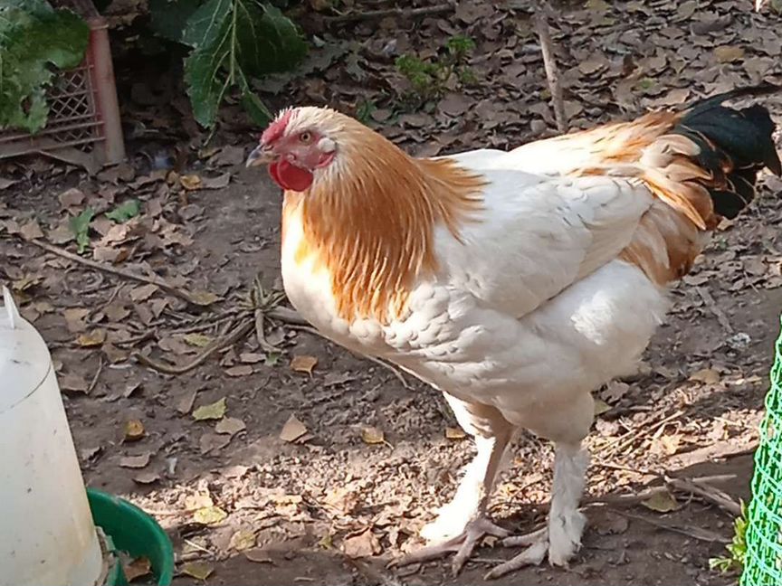 Куры и петухи