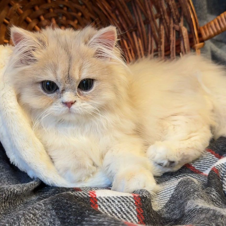 Британский длинношёрстный котёнок