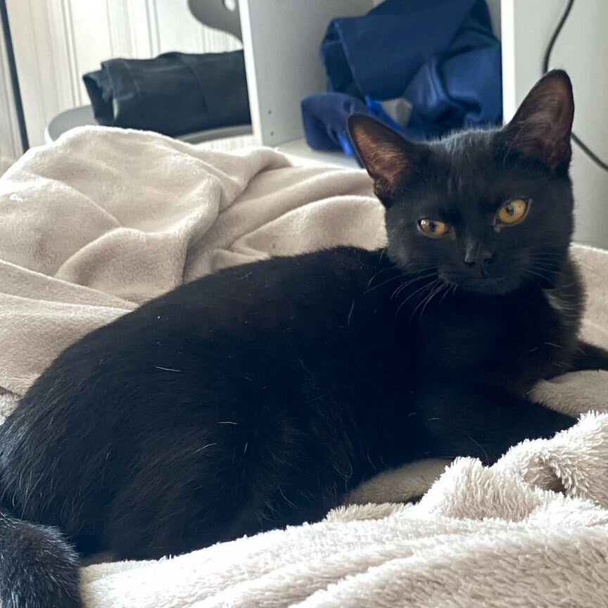 Британский короткошёрстный котёнок