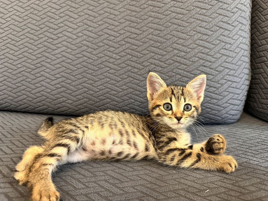 Котенок 1,5 месяца