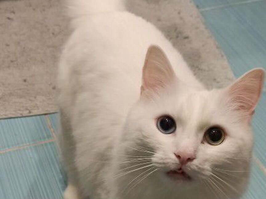 Отдам кота в добрые руки