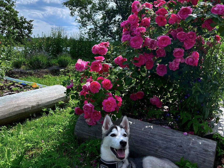 Сибирский хаски