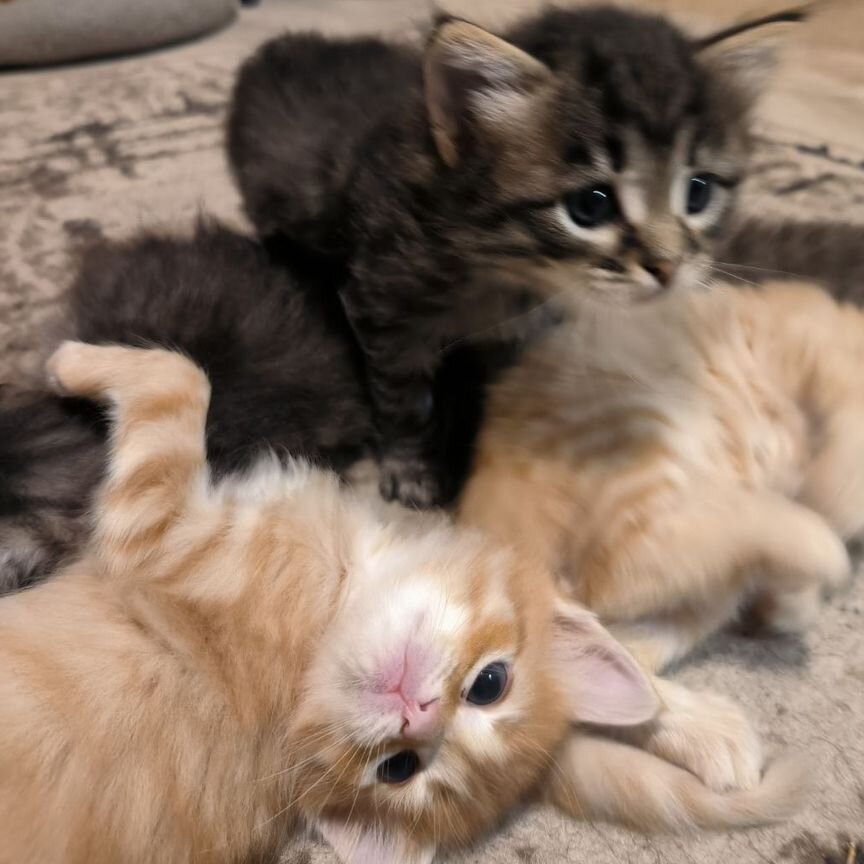 Сибирский котёнок