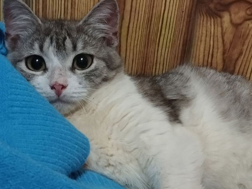Кошка