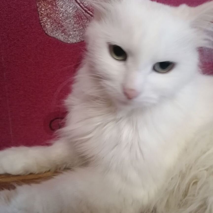 Кошечка в добрые руки