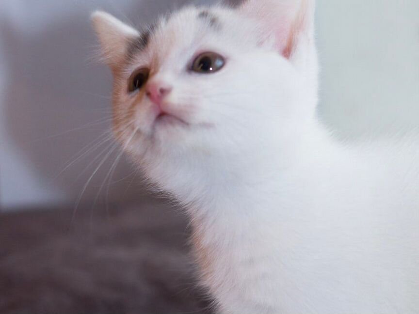 Нежнейшие зефирки ищут дом