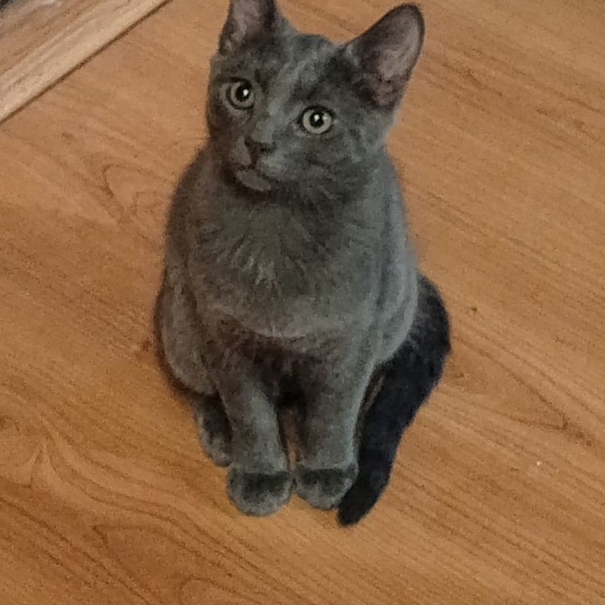 Котенок в добрые руки