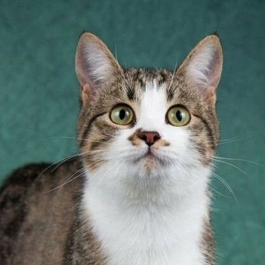 Ласковый Кусь в добрые руки