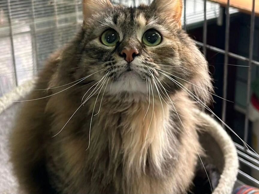 Пушистая кошечка в добрые руки