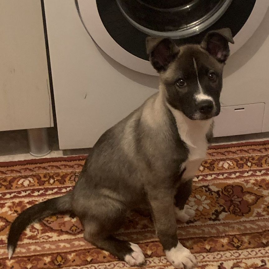 Американский питбультерьер, щенок