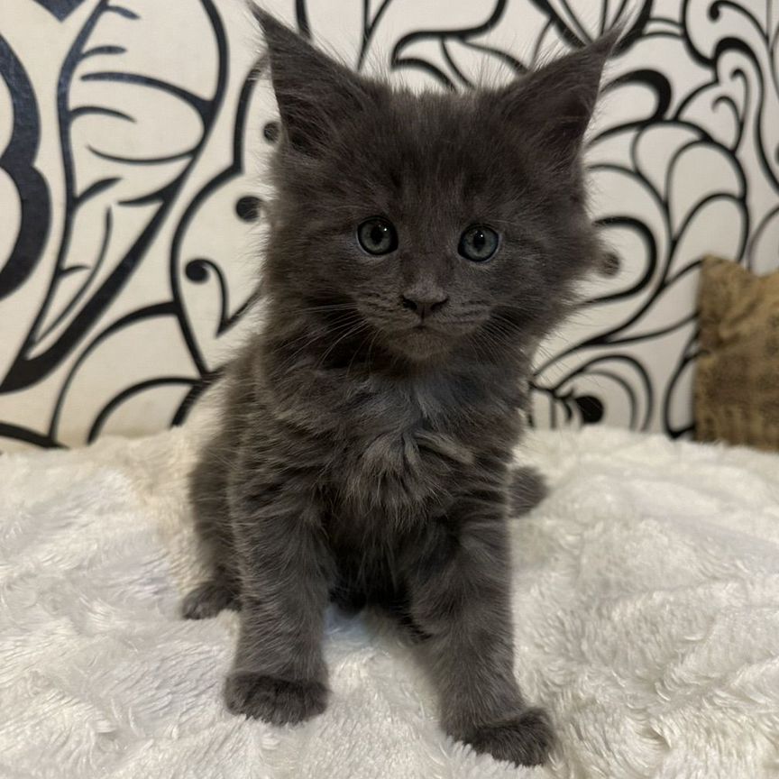 Мейн-кун котёнок