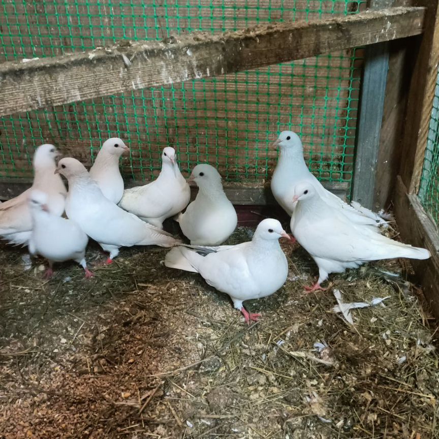 Голуби бакинцы