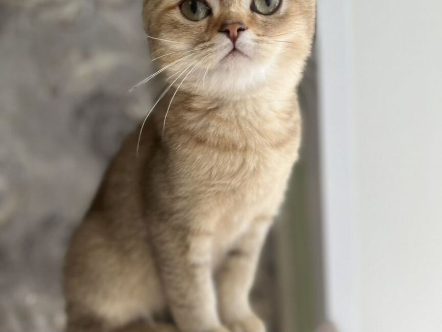 Прямоухий котик Трюфель
