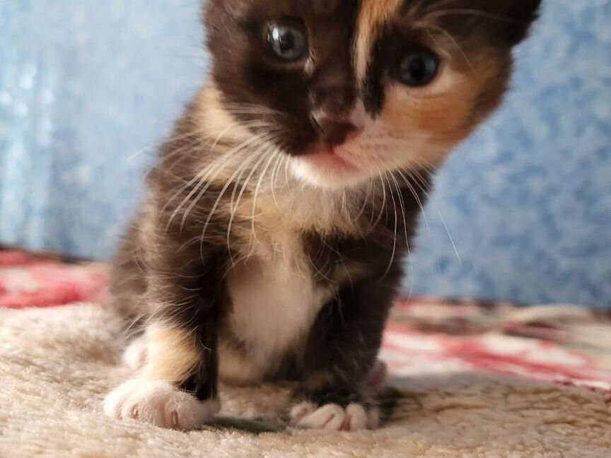 Котята