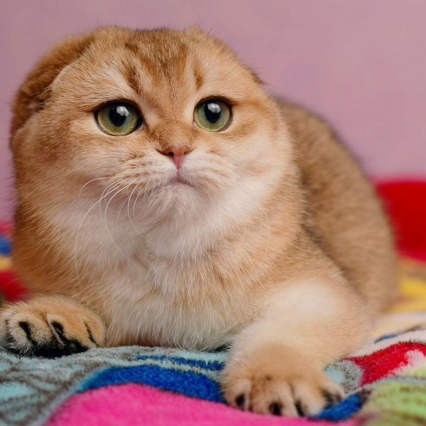 Шотландская вислоухая короткошёрстная, взрослая кошка