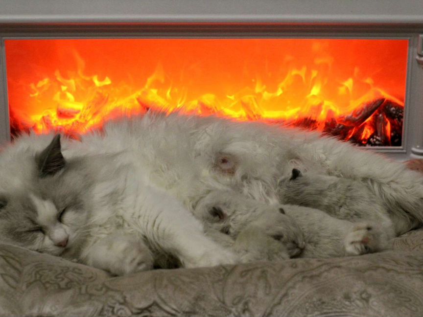 Регдолл котята из питомника WCF