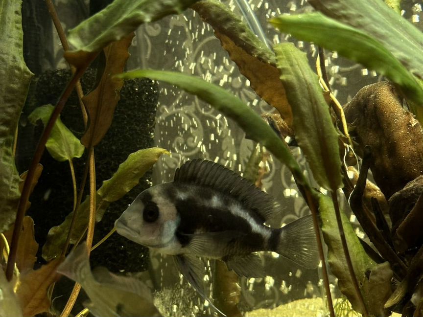 Фронтоза черная вдова