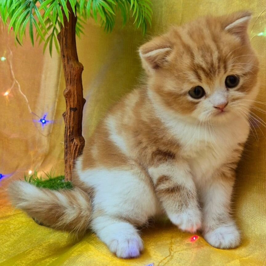Шотландский прямоухий мальчик
