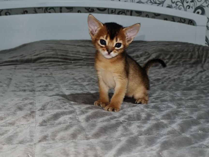 Абиссинские котята дикий окрас