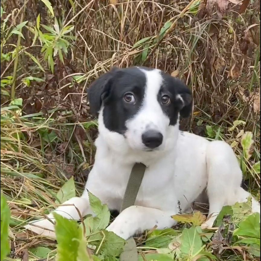 Щенок ищет дом