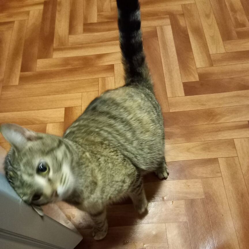Кто потерял кошку