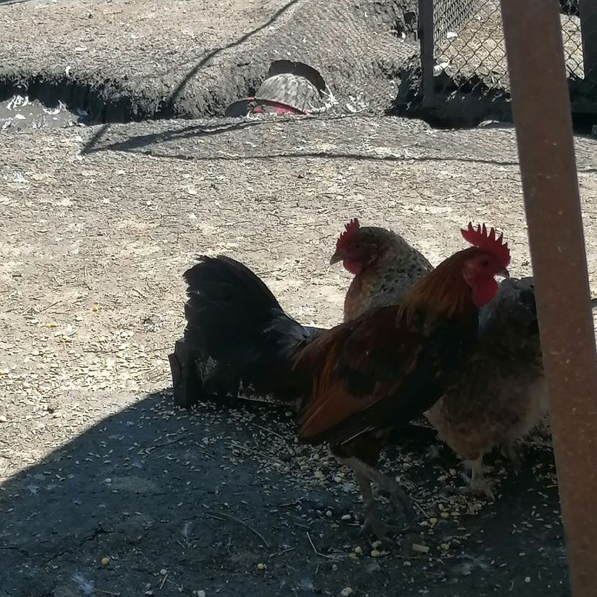 Аям кетава молодой петух