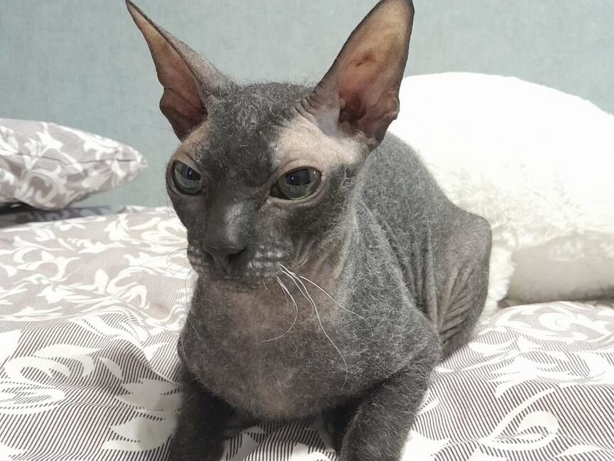 Донской сфинкс (кошка)