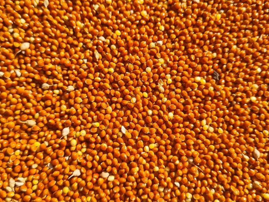 Просо красное