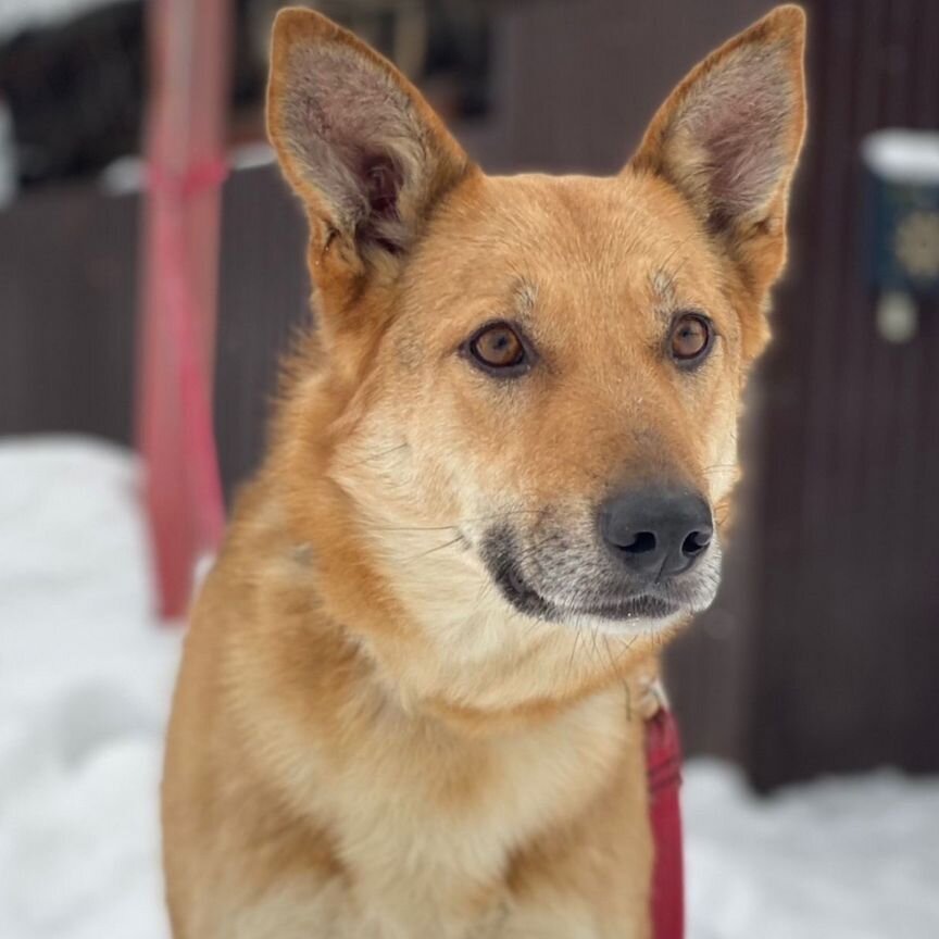 Взрослая собака в добрые руки