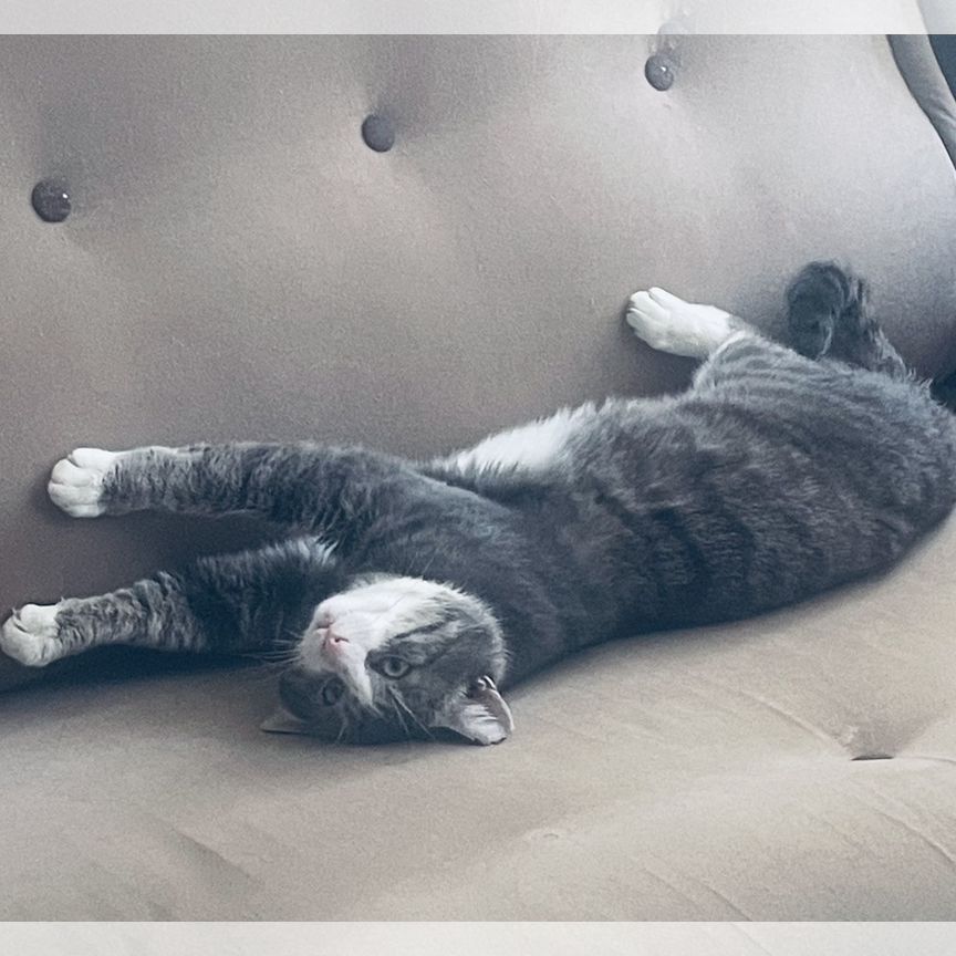 Взрослый кот в добрые руки