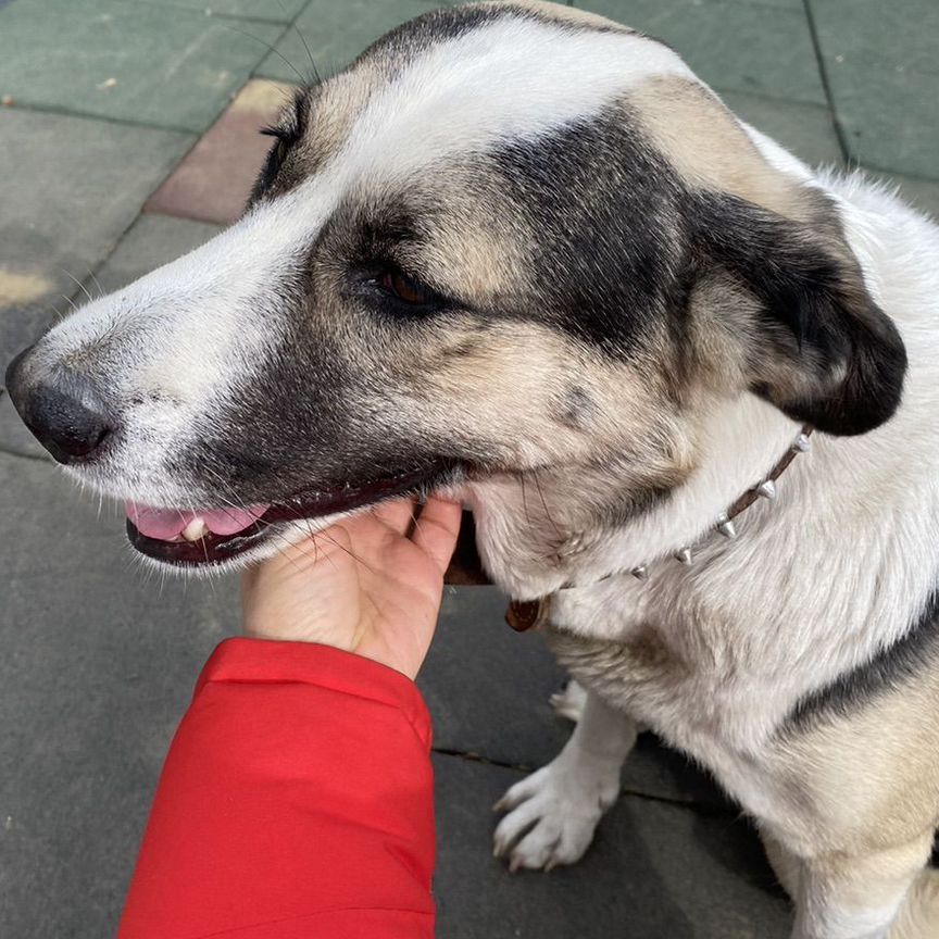 Взрослая собака в добрые руки