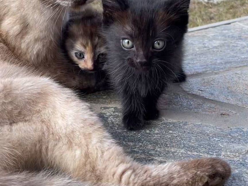 Котята в добрые руки