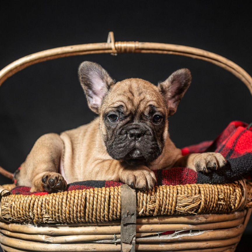 Французский бульдог