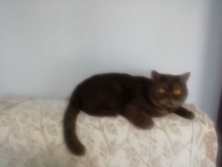 Кот-британец, в хорошие руки