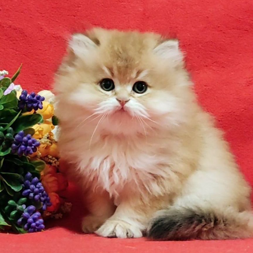 Котята золотая шиншилла