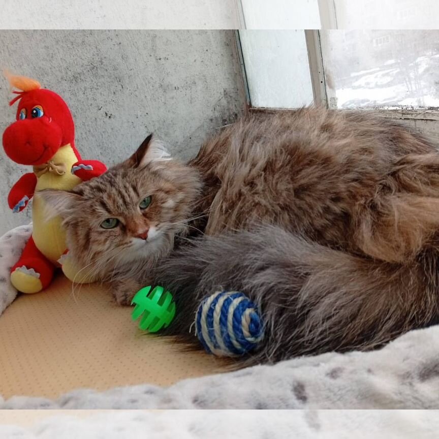 Кошка умница и компаньон