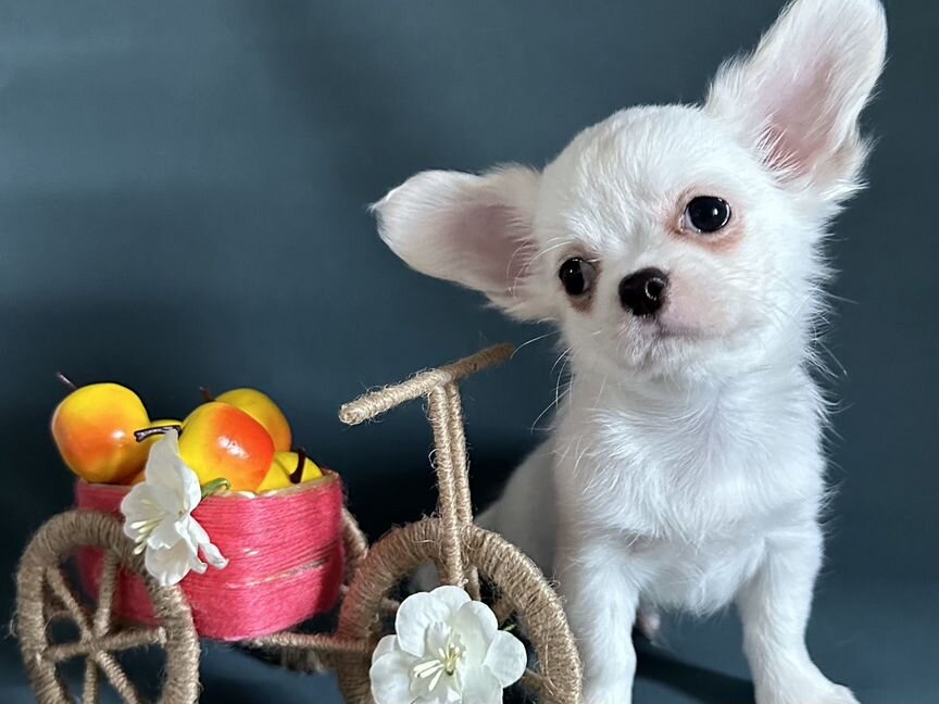 Маленький красавчик