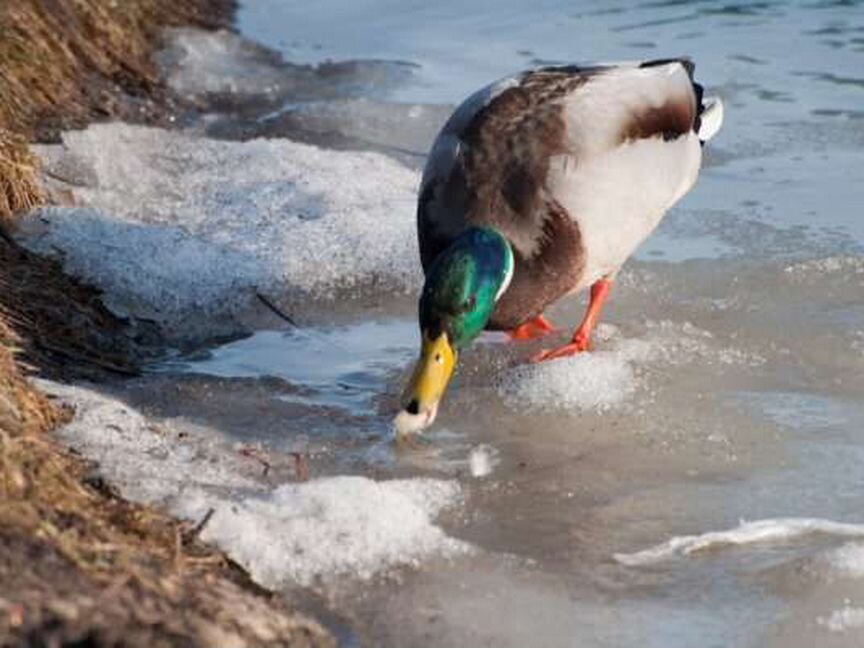Селезень подсадной утки