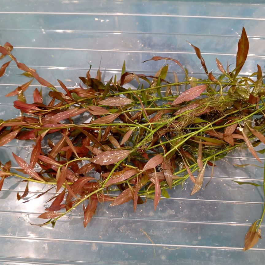 Аквариумное растение