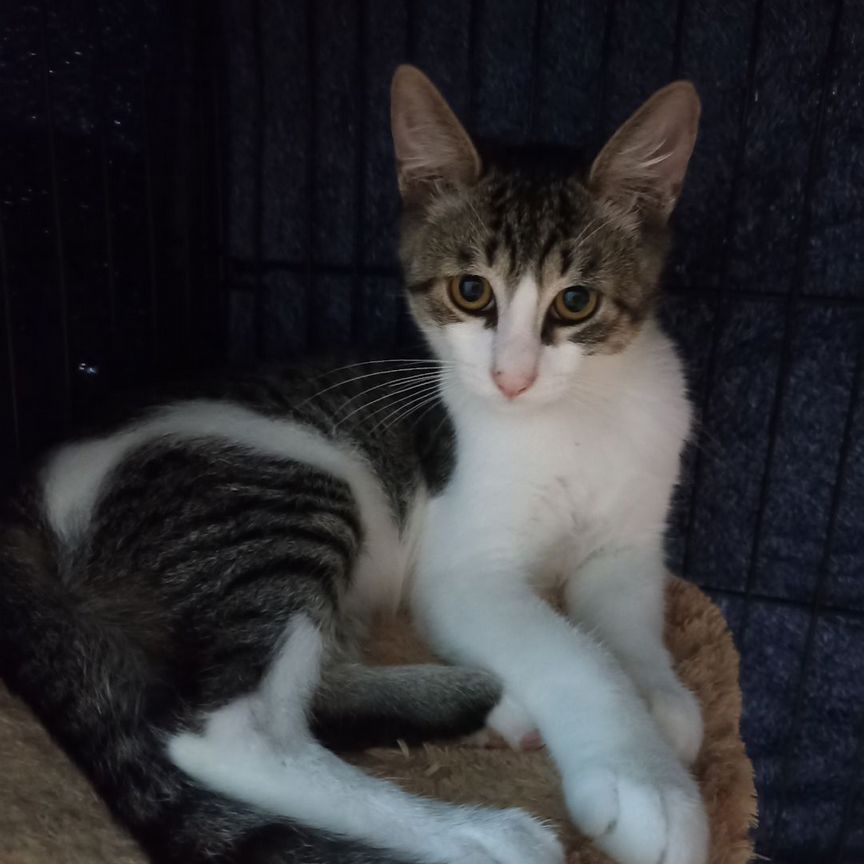 Котенок Лютик