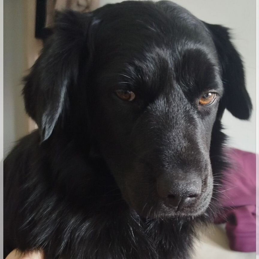 Взрослая собака в добрые руки