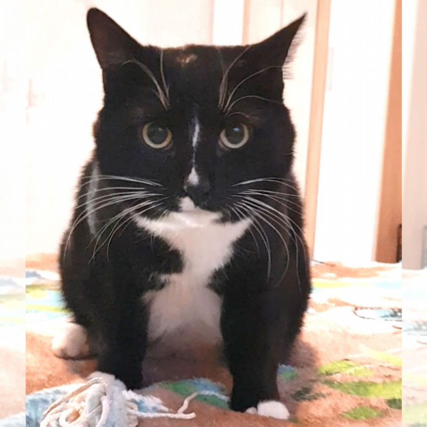 Взрослый кот в добрые руки