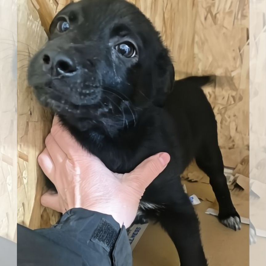 Щенок в добрые руки