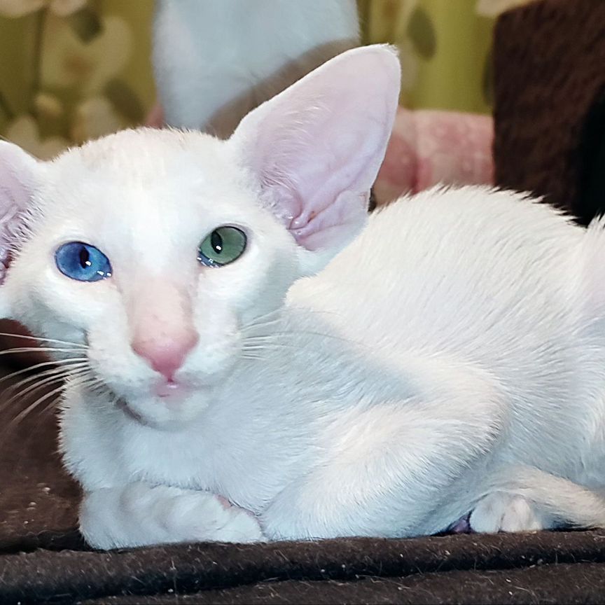 Ориентальный белый котик