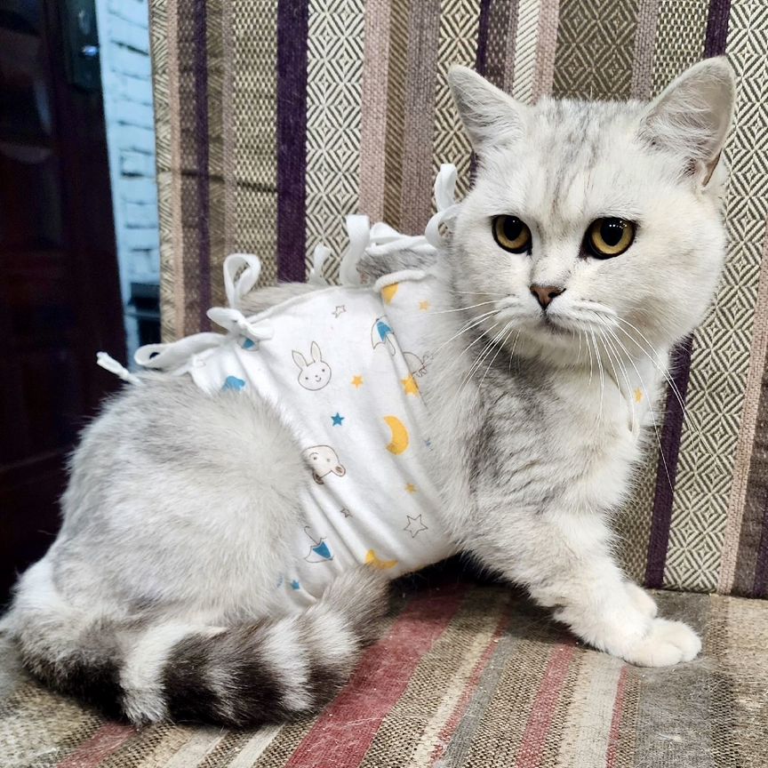 Шикарная кошка в добрые руки