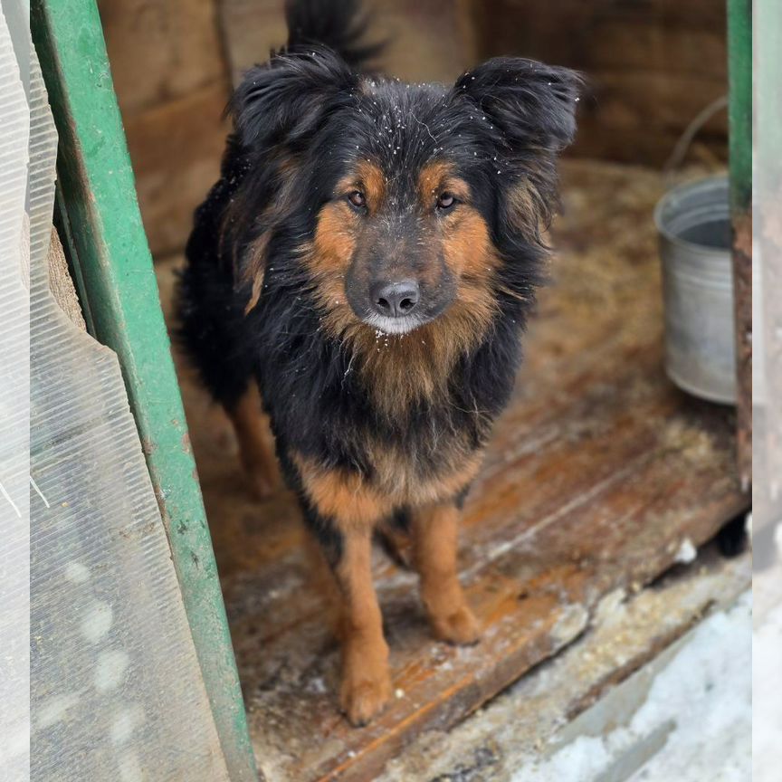 Взрослый пёс в добрые руки