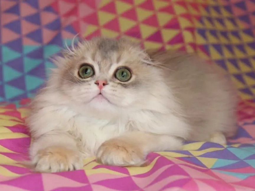 Шотландская кошечка