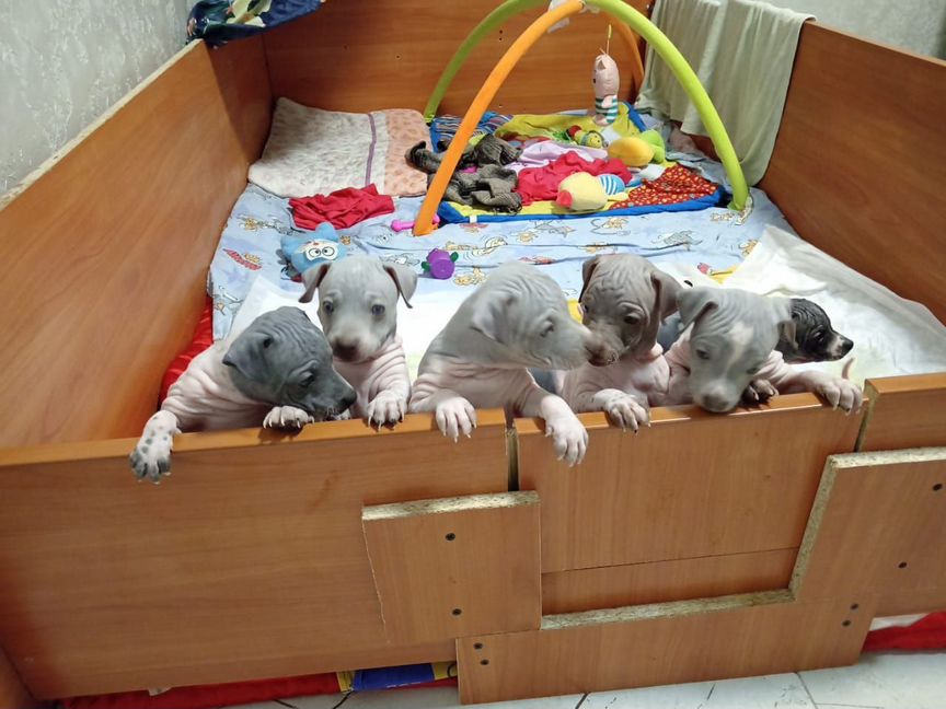 Щенки,лысята